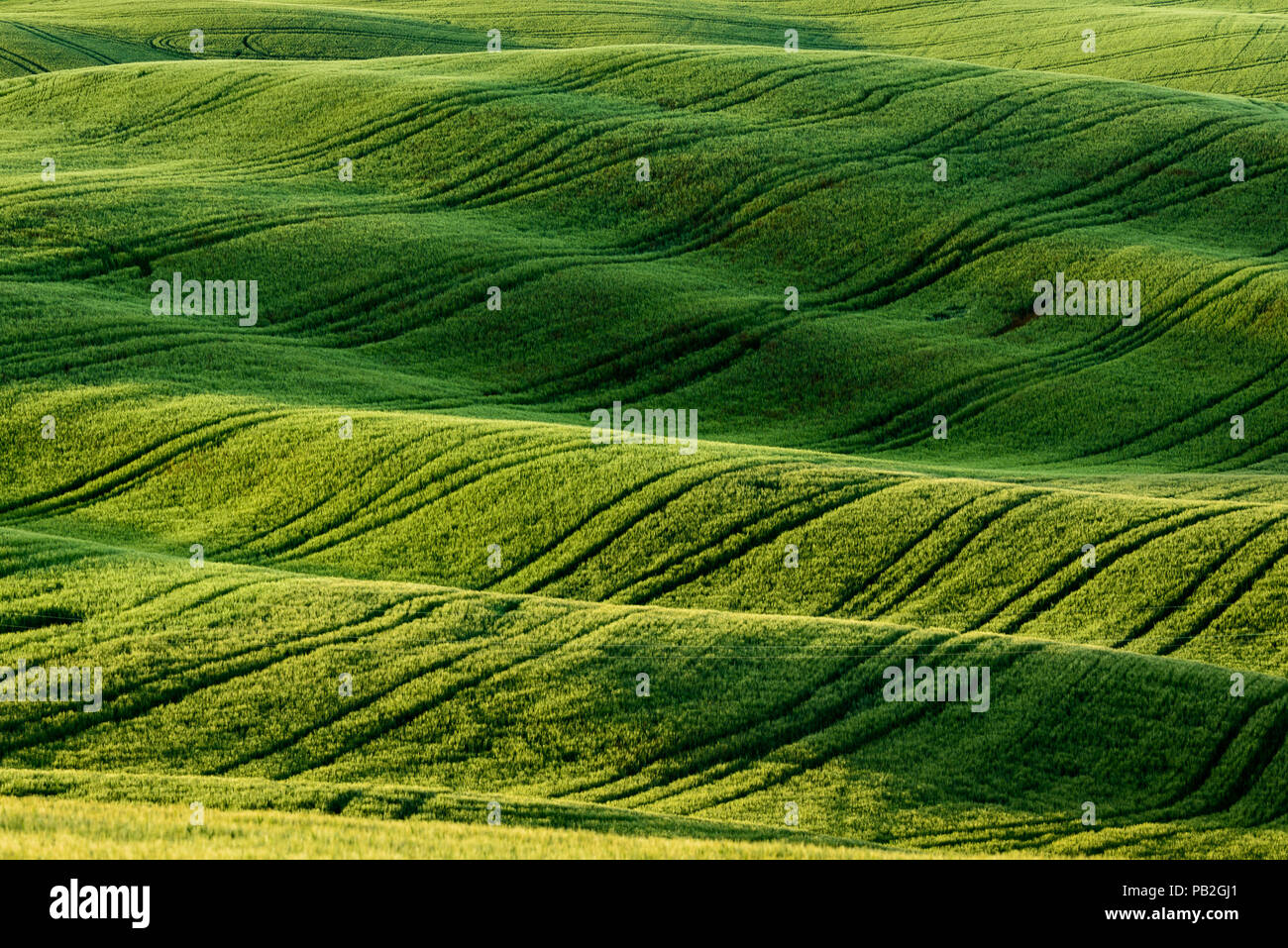 Green undulating hills in Tuscany , Italy Stock Photo - Alamy