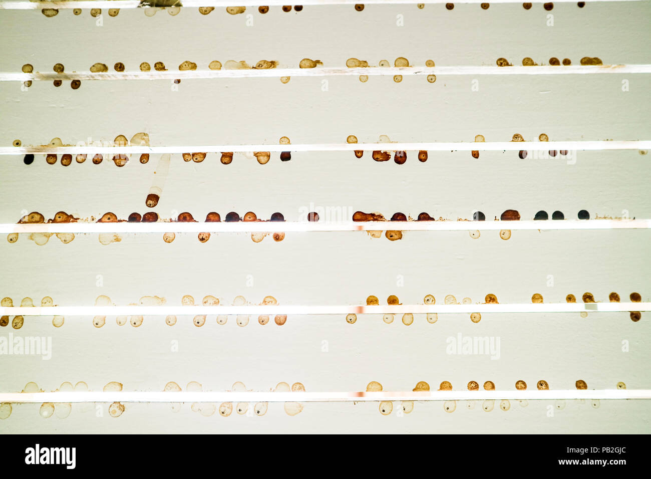 Ceiling wood and brown ditry rust spot was born rain drop on crack and ...