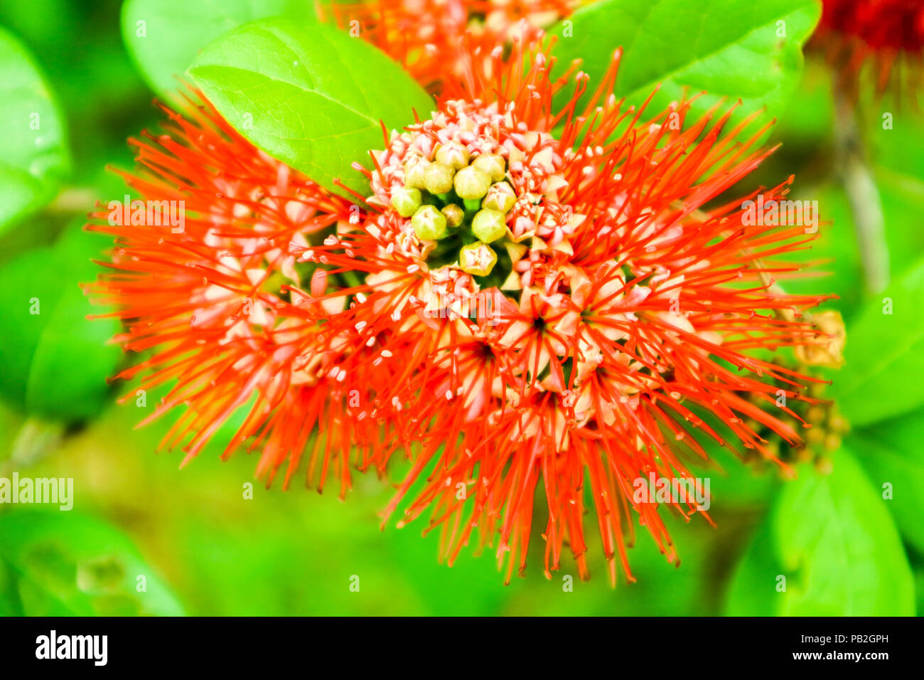 Bush Willow or Combretum quadrangulare Kurz is an accepted name of a ...