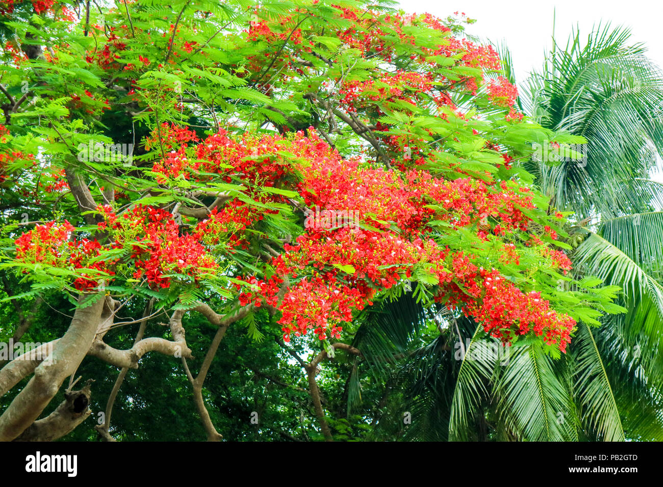 Illawarra flame tree hi-res stock photography and images - Alamy