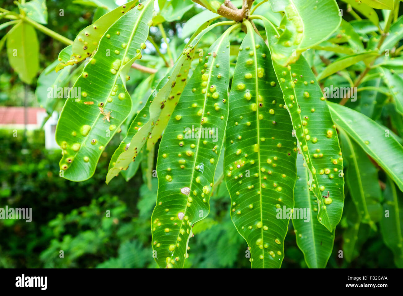 Cercospora leaf spot hi-res stock photography and images - Alamy