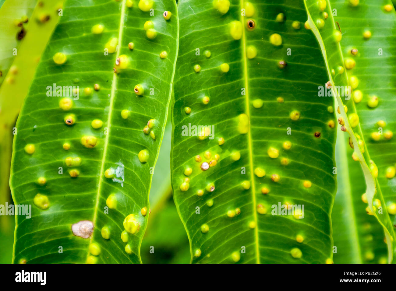 Gummosis hi-res stock photography and images - Alamy