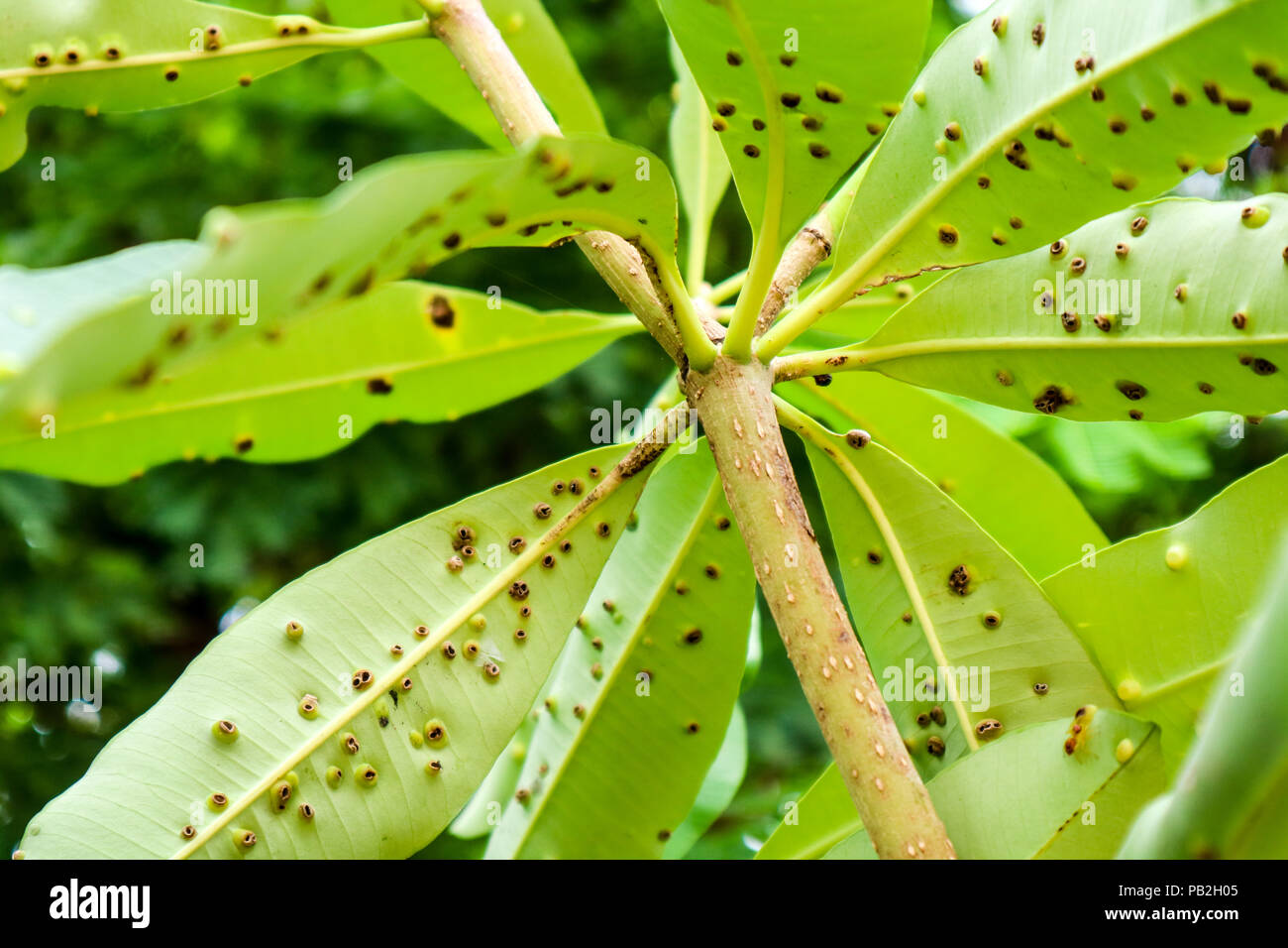 Black leaf streak disease hi-res stock photography and images - Alamy