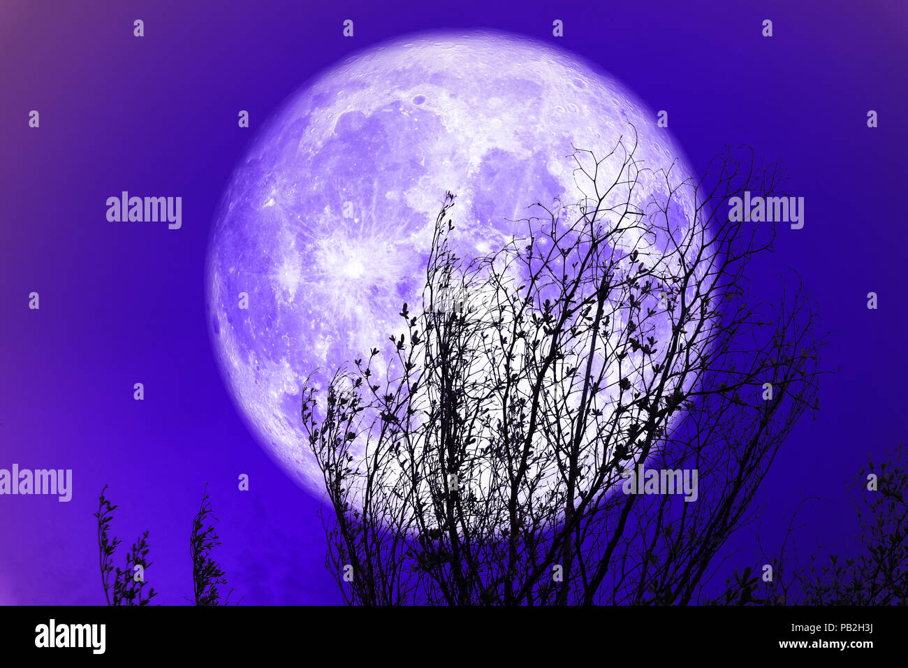 full moon back silhouette dry tree and colorful sky, Elements of this ...