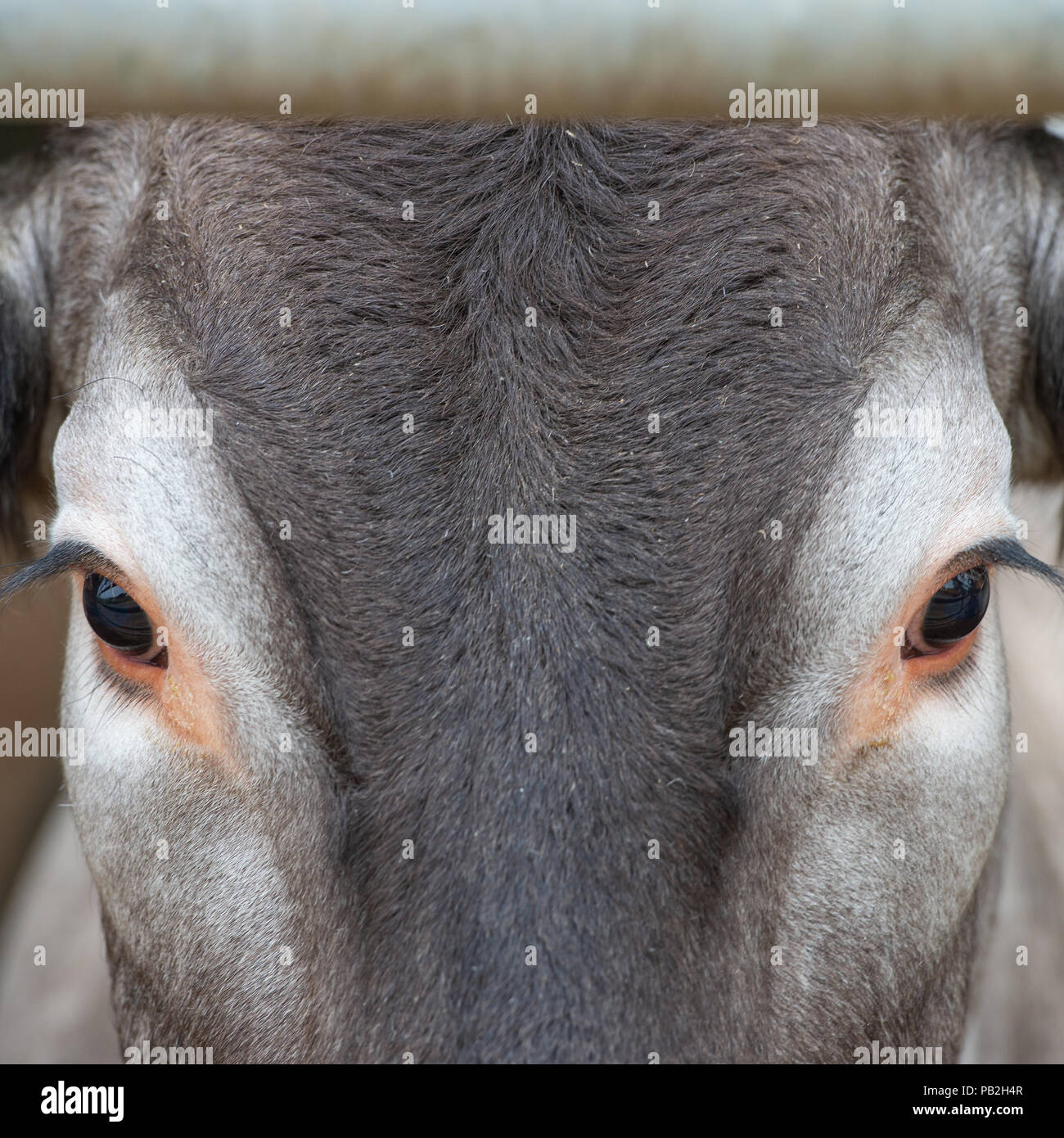 Portrait of Bazadaise cow and calf on a farm, Gironde, France Stock ...