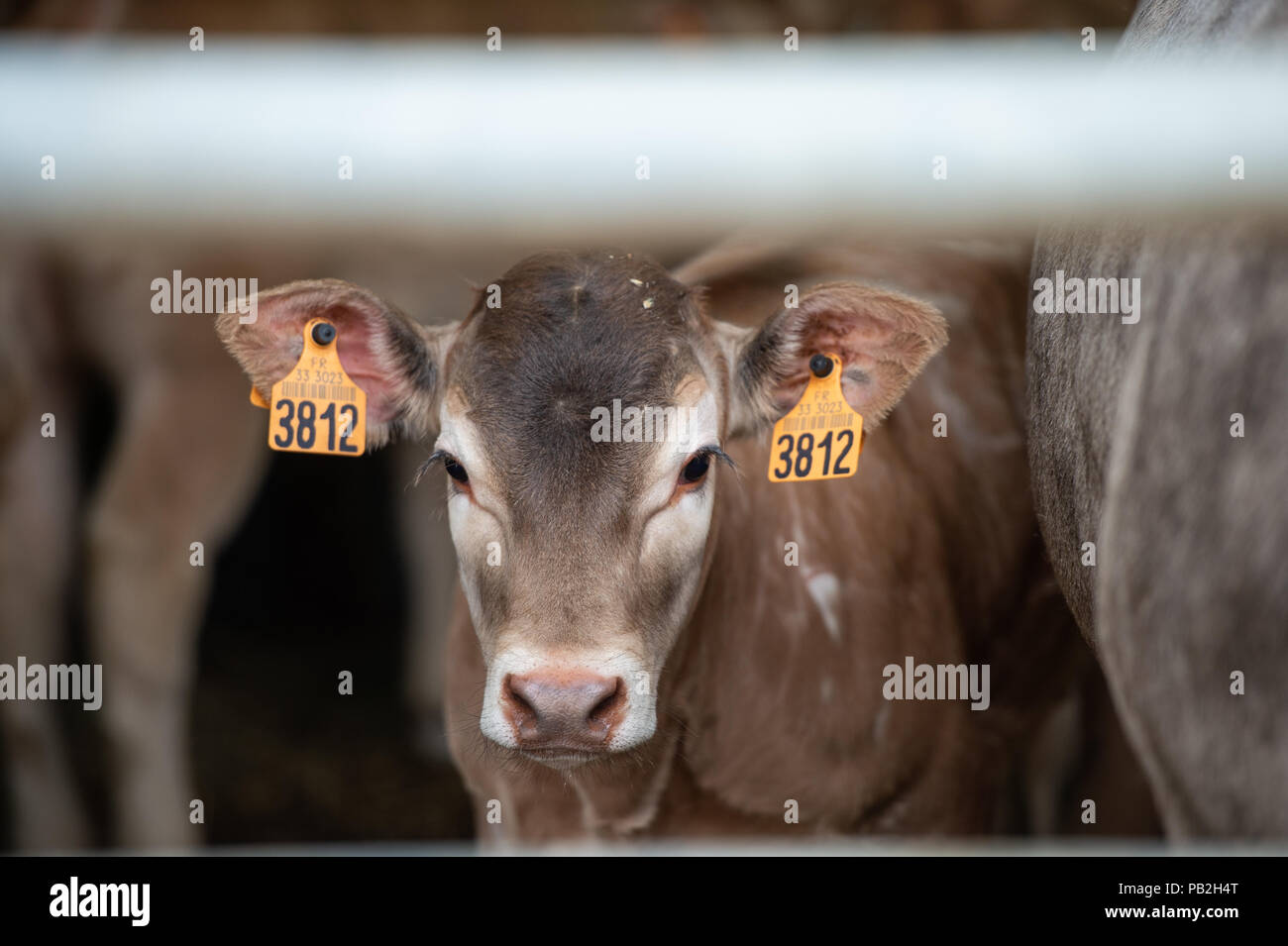 Portrait of Bazadaise cow and calf on a farm, Gironde, France Stock ...