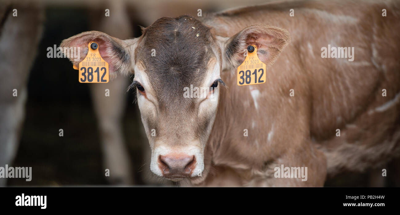 Portrait of Bazadaise cow and calf on a farm, Gironde, France Stock ...