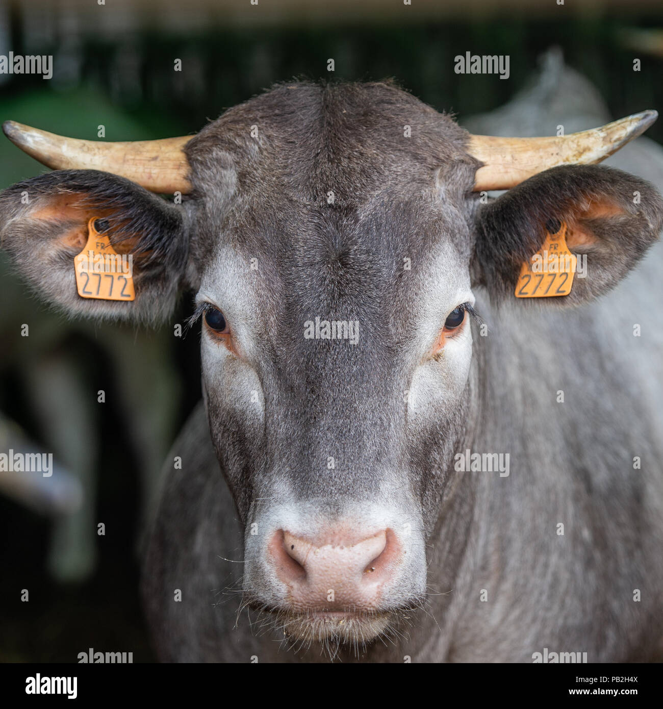 Bazadaise Cattle High Resolution Stock Photography and Images - Alamy