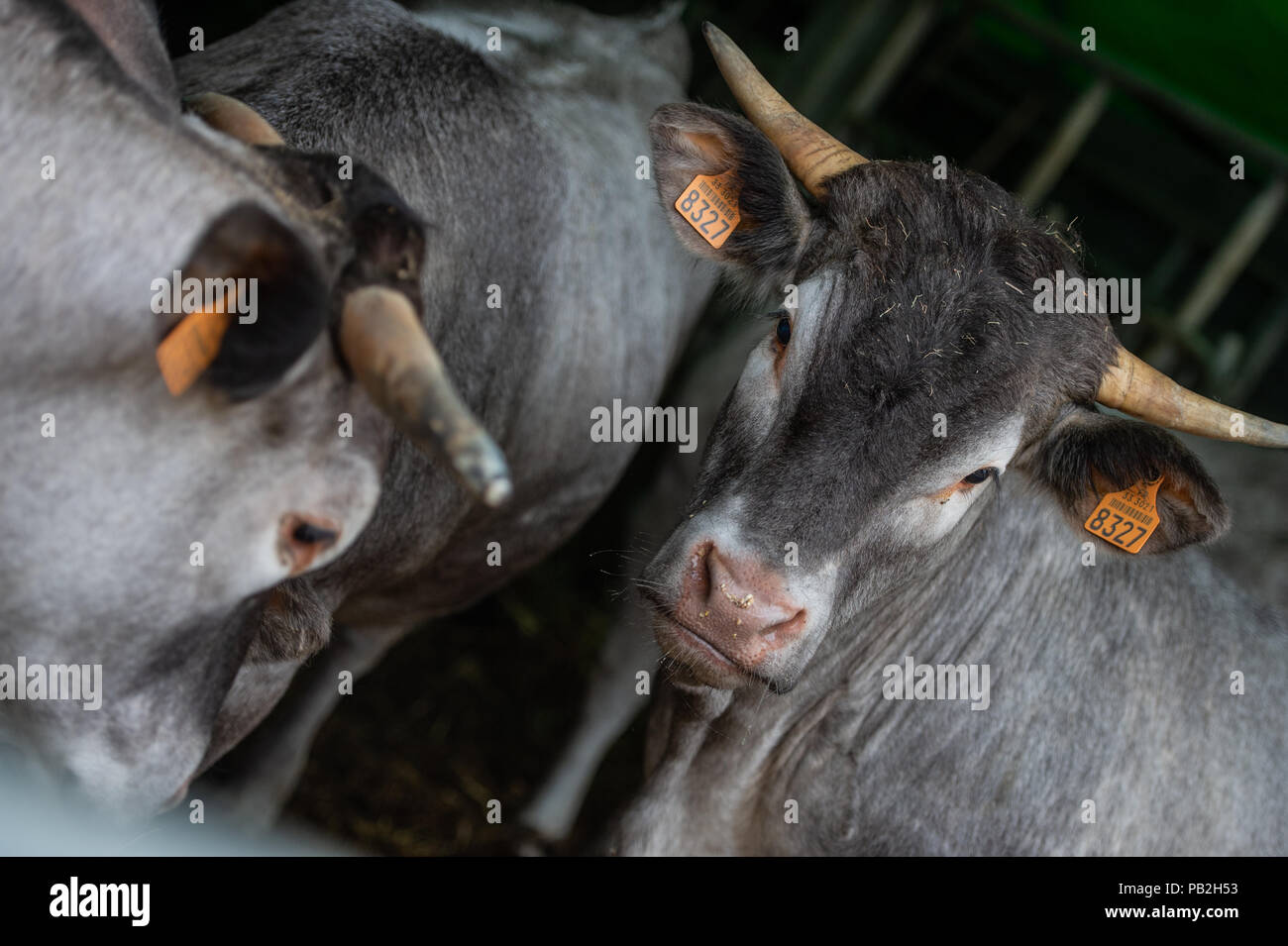 Portrait of Bazadaise cow and calf on a farm, Gironde, France Stock ...