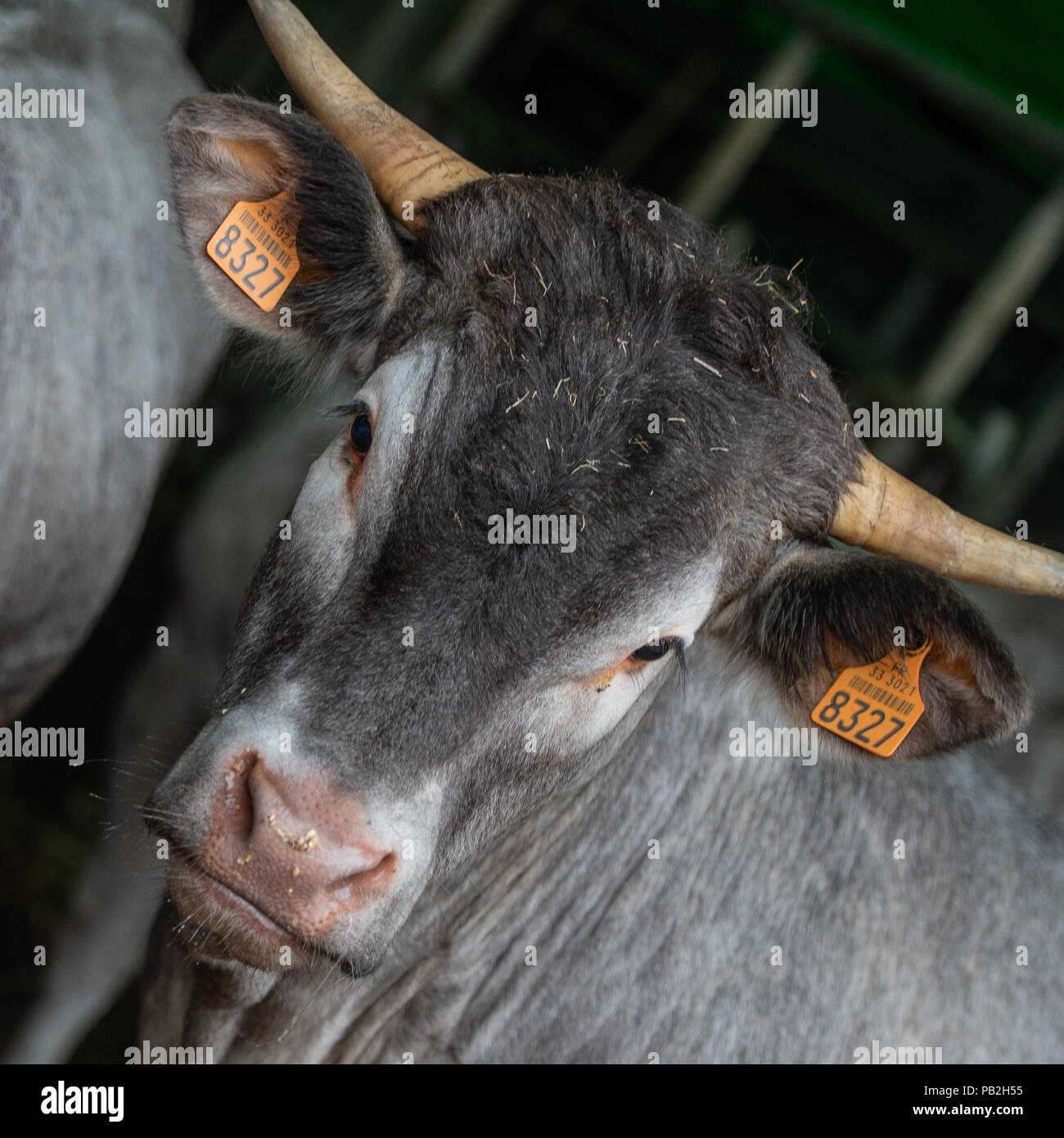Portrait of Bazadaise cow and calf on a farm, Gironde, France Stock ...