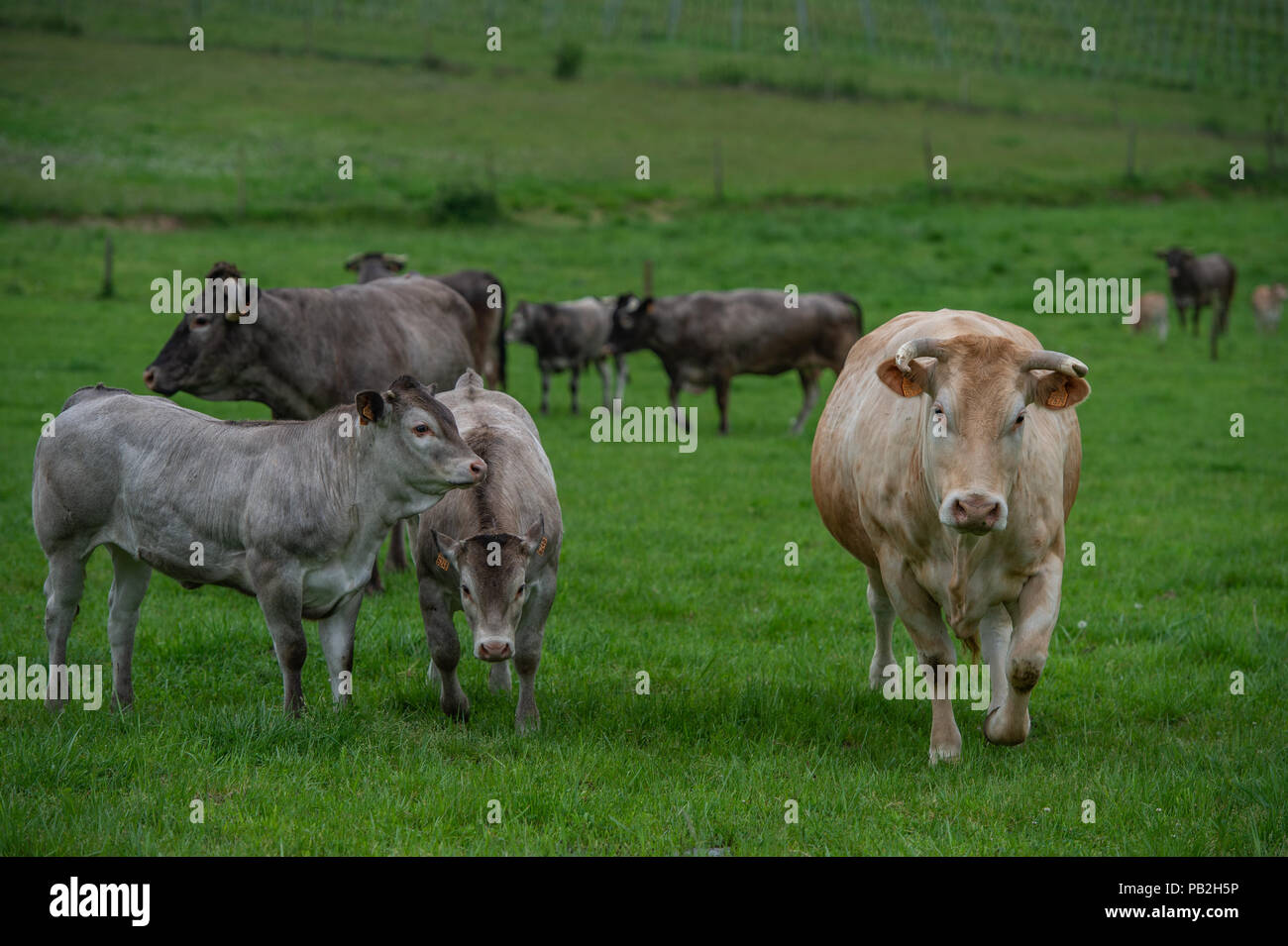 Bazadaise cows and calves daisy in the meadow, Gironde, France Stock ...