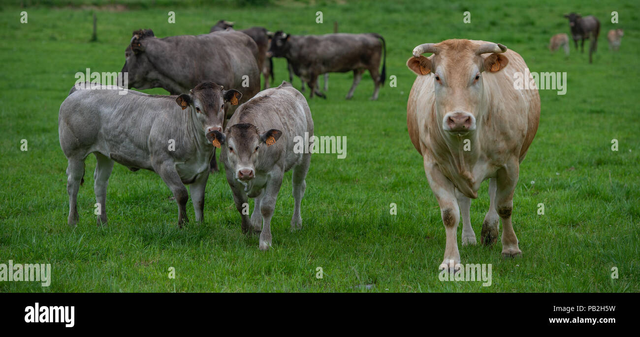 Bazadaise cows and calves daisy in the meadow, Gironde, France Stock ...