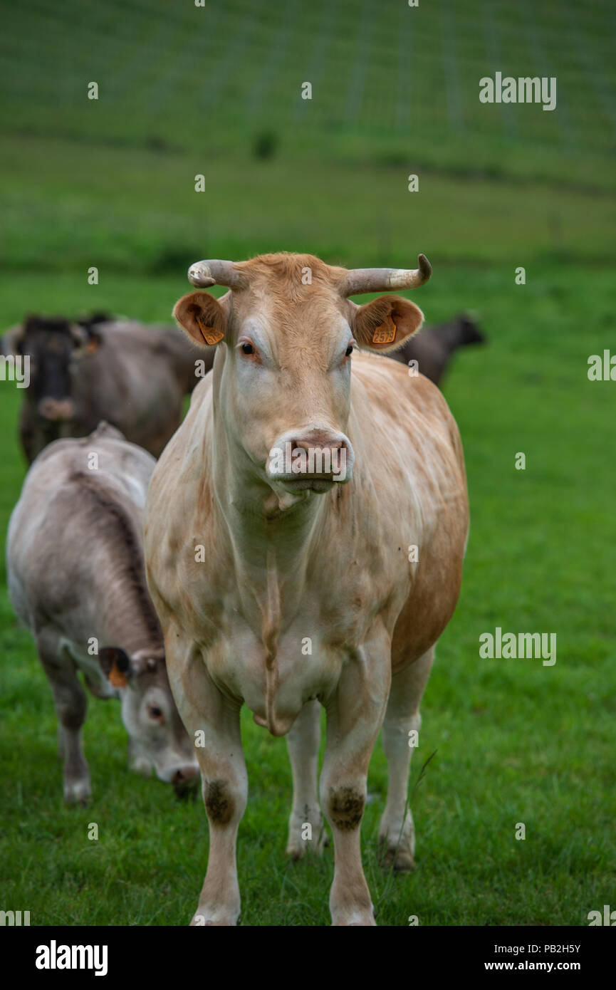 Bazadaise cows and calves daisy in the meadow, Gironde, France Stock ...