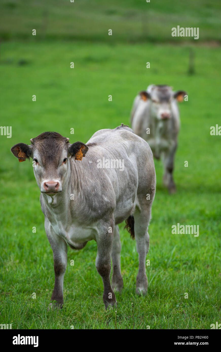 Bazadaise cows and calves daisy in the meadow, Gironde, France Stock ...