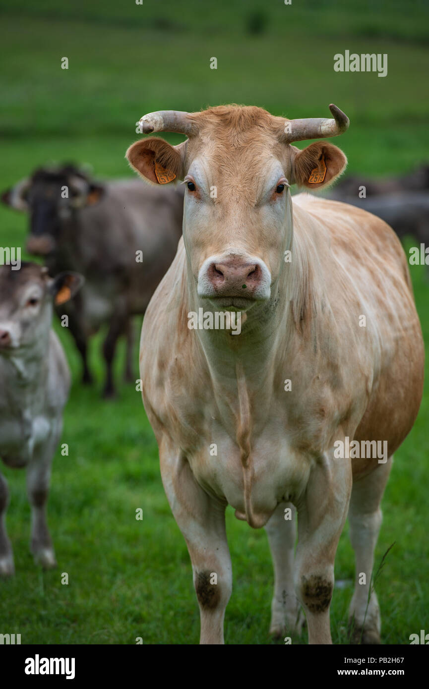 Bazadaise cows and calves daisy in the meadow, Gironde, France Stock ...