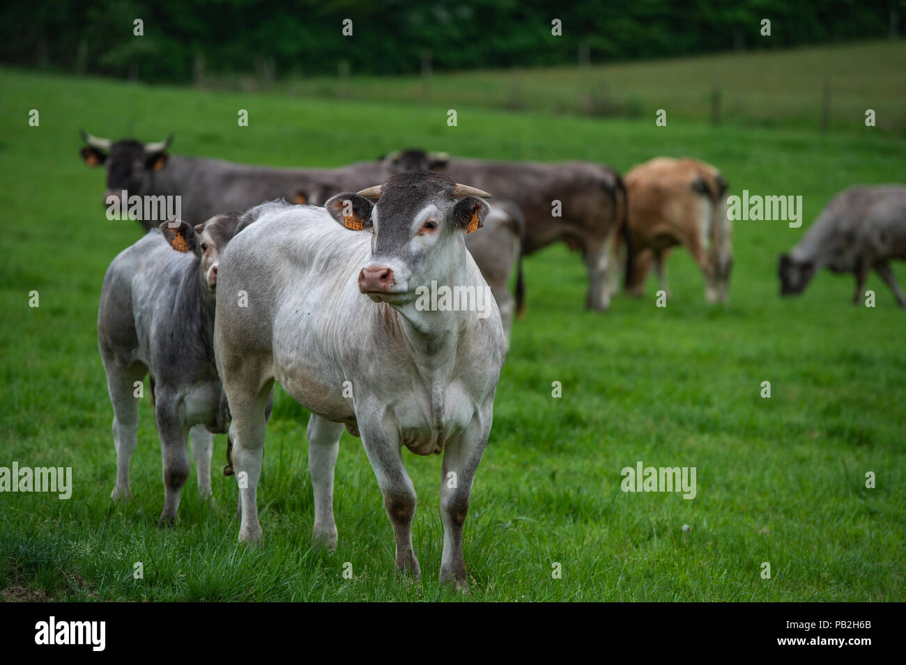 Bazas beef hi-res stock photography and images - Alamy