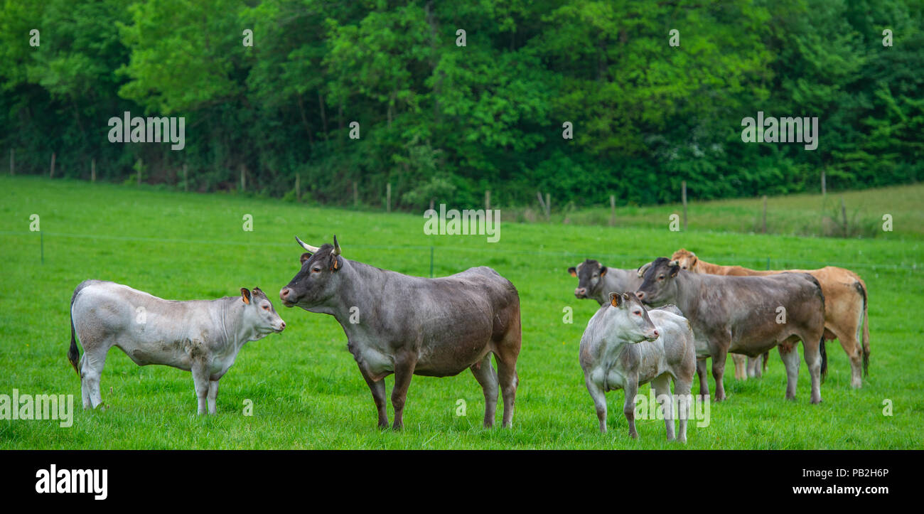 Bazas beef hi-res stock photography and images - Alamy