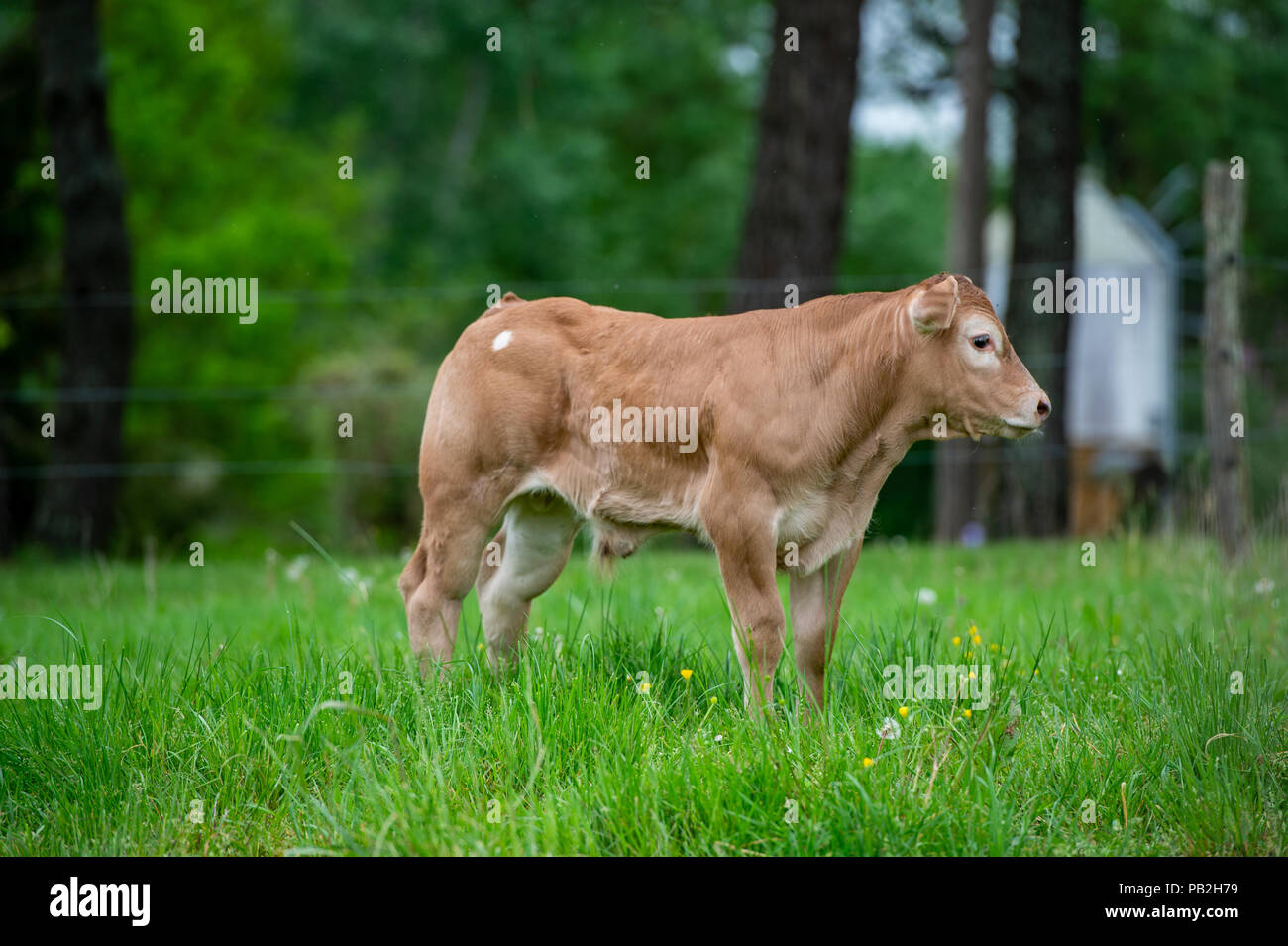 Bazadaise cows and calves daisy in the meadow, Gironde, France Stock ...