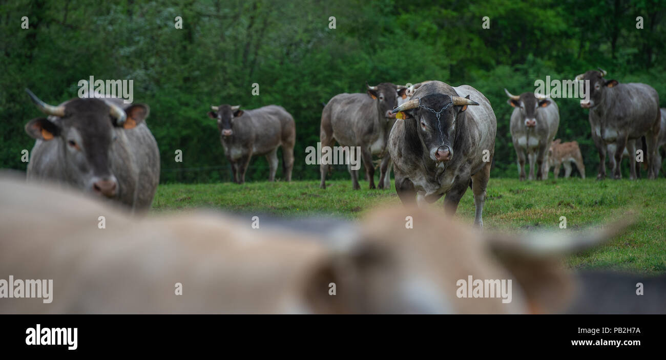 Bazas beef, Bazadaise cows and calves daisy in the meadow, Gironde ...
