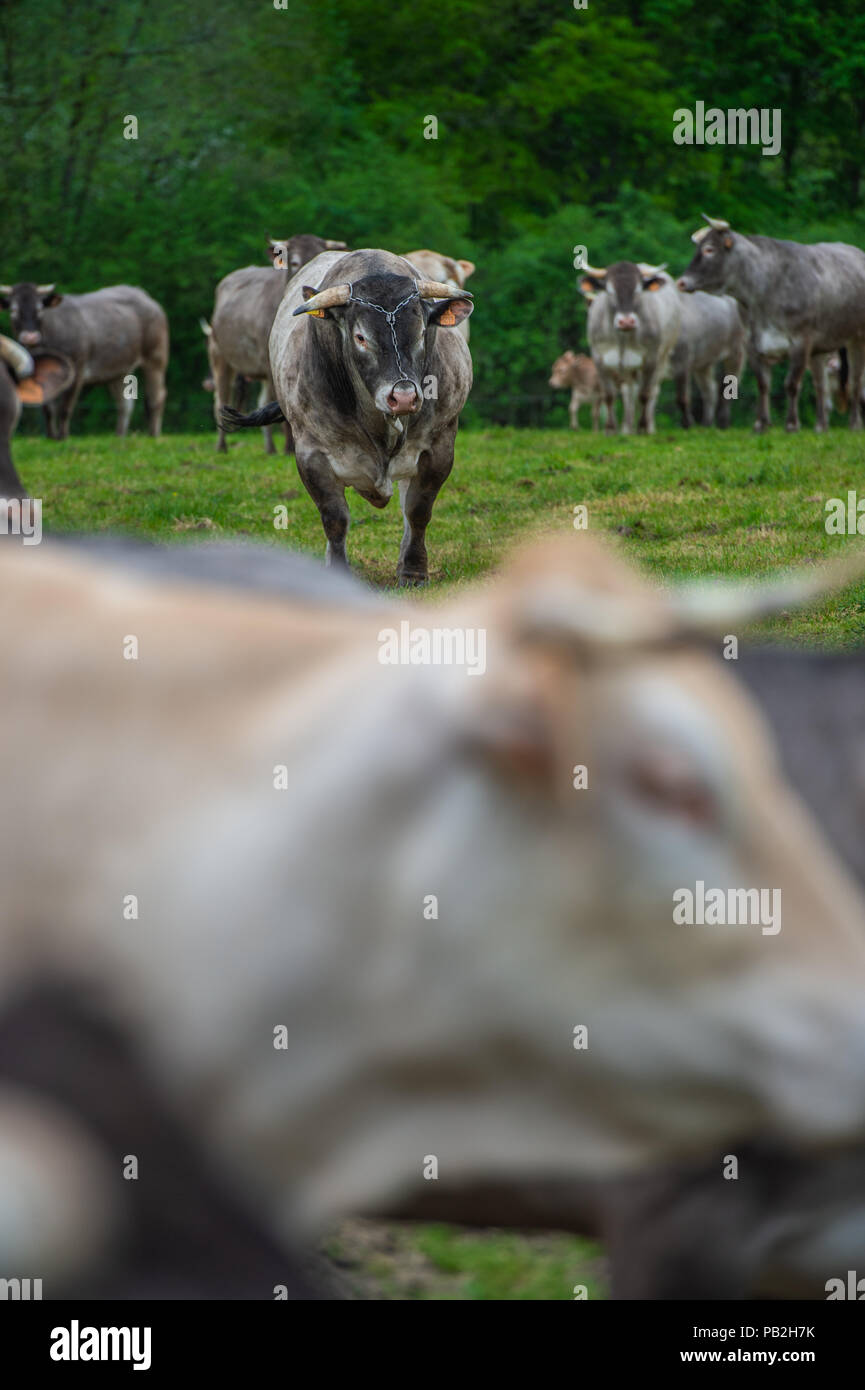 Bazas beef, Bazadaise cows and calves daisy in the meadow, Gironde ...