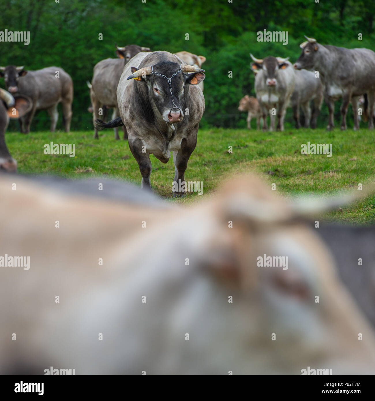Bazas beef hi-res stock photography and images - Alamy