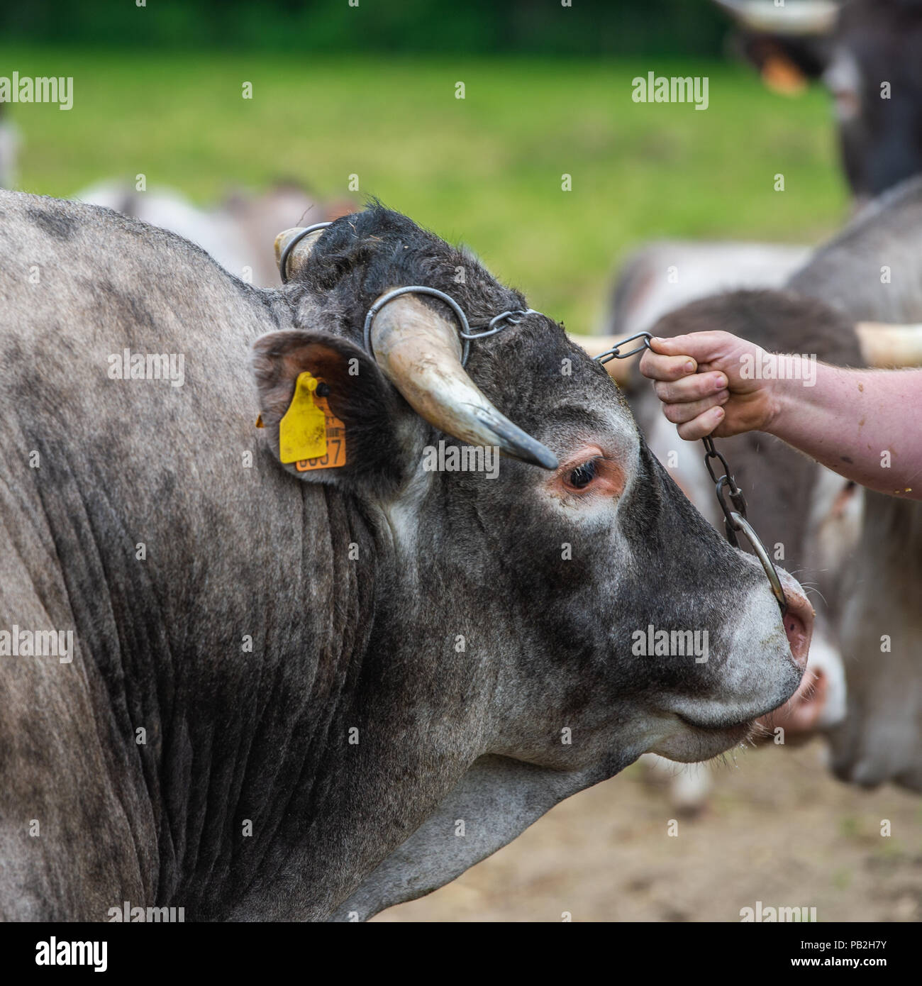 Bazas beef, Bazadaise cows and calves daisy in the meadow, Gironde ...