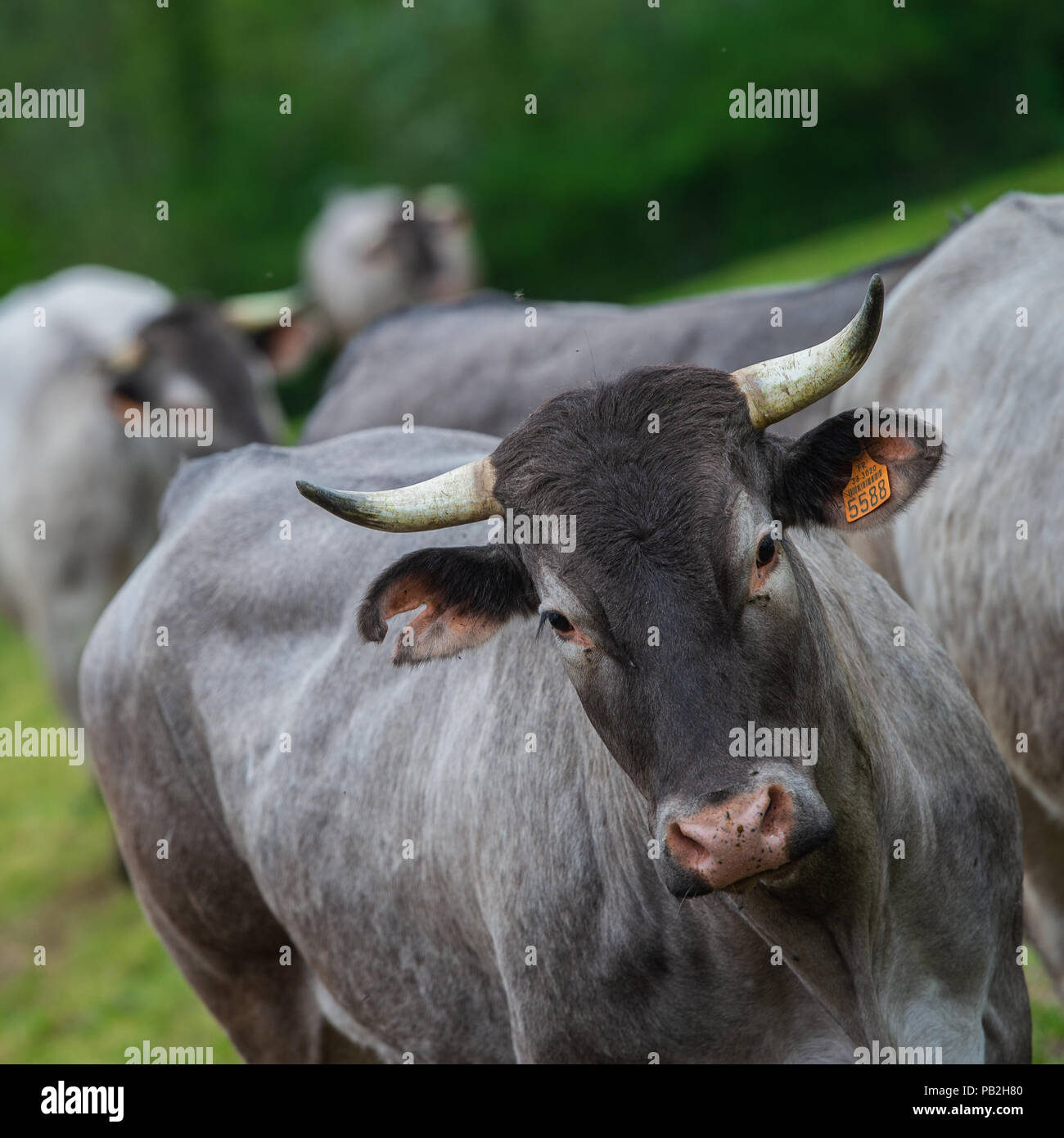 Bazadaise cows and calves daisy in the meadow, Gironde, France Stock ...