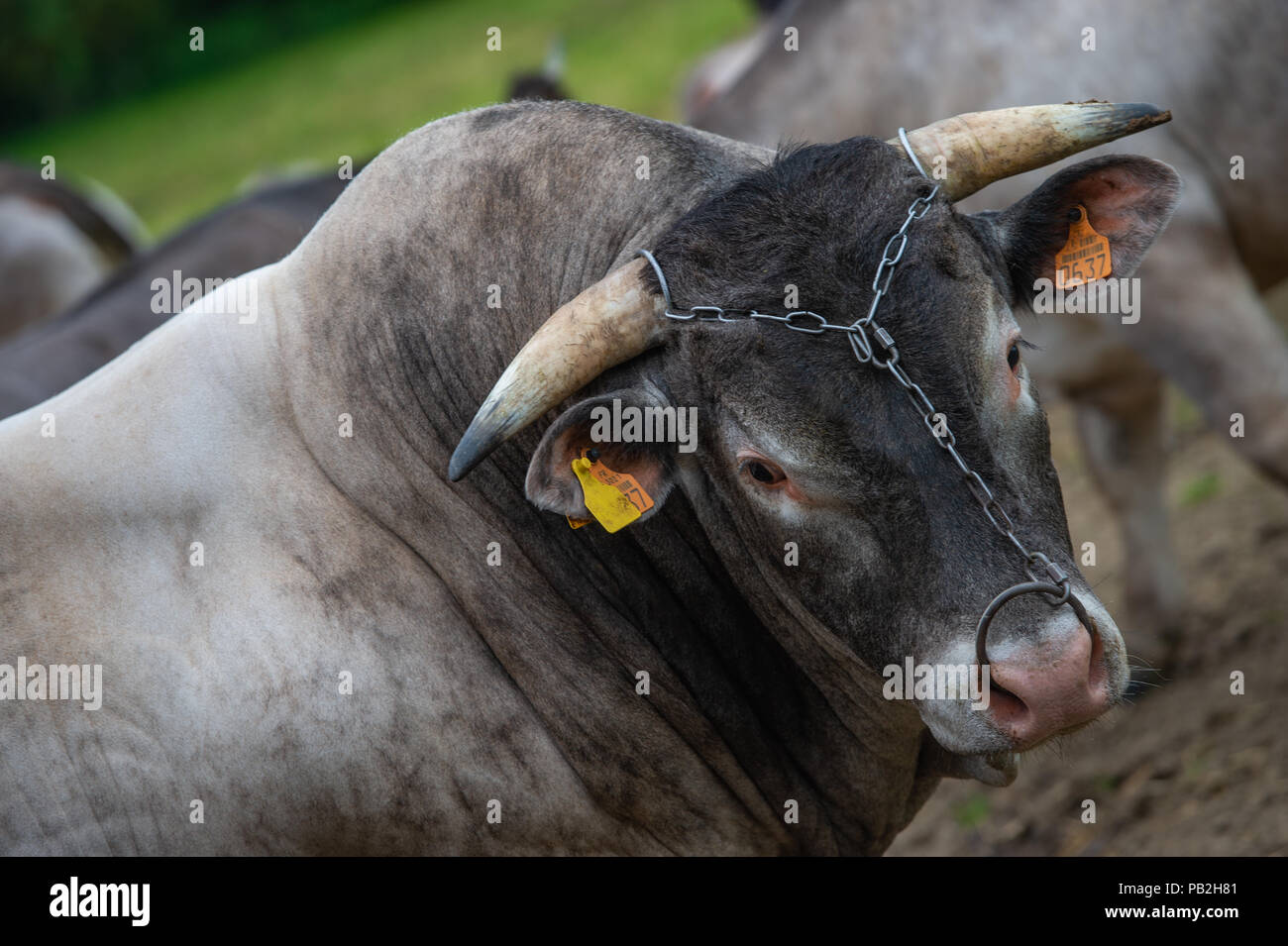 Bazas beef hi-res stock photography and images - Alamy