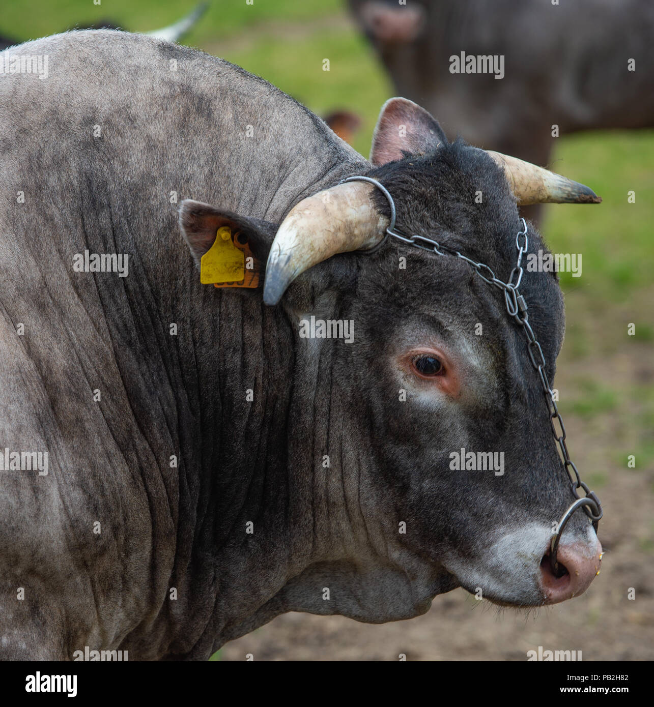 Bazas beef hi-res stock photography and images - Alamy