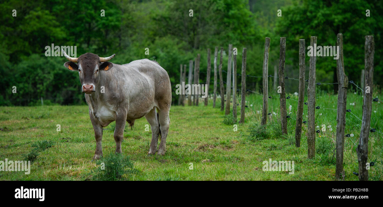 Bazadaise cows and calves daisy in the meadow, Gironde, France Stock ...