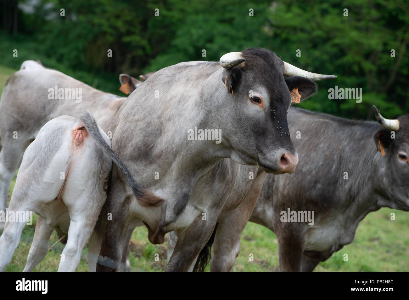 Bazadaise cows and calves daisy in the meadow, Gironde, France Stock ...