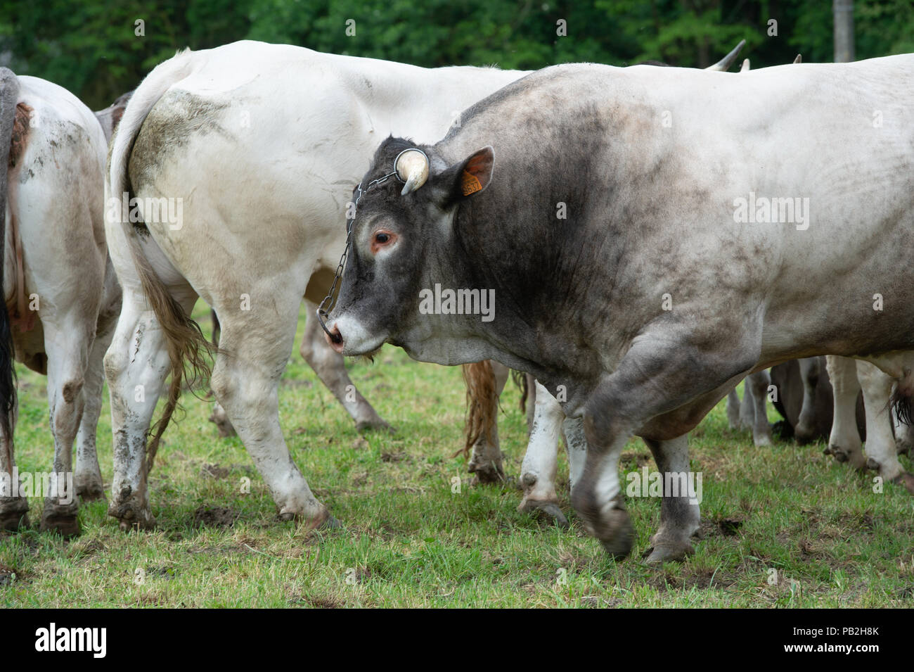 Bazas beef, Bazadaise cows and calves daisy in the meadow, Gironde ...