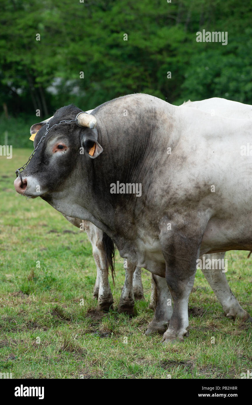 Bazas beef hi-res stock photography and images - Alamy