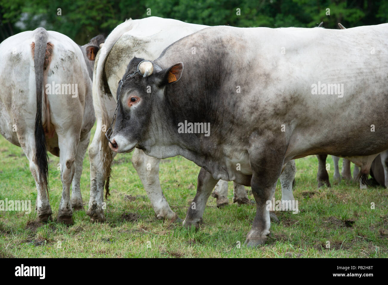 Bazas beef, Bazadaise cows and calves daisy in the meadow, Gironde ...