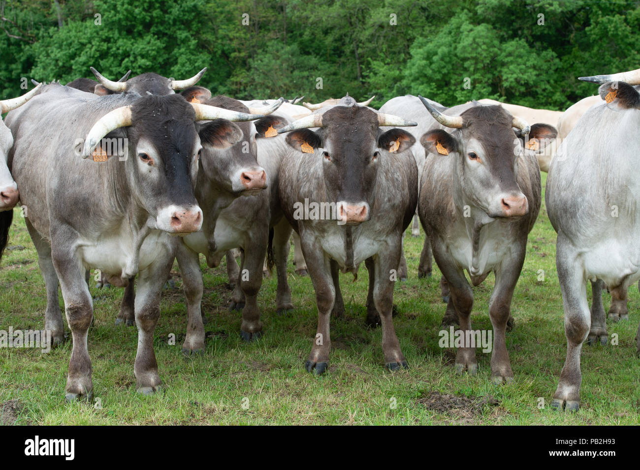 Bazadaise cows and calves daisy in the meadow, Gironde, France Stock ...