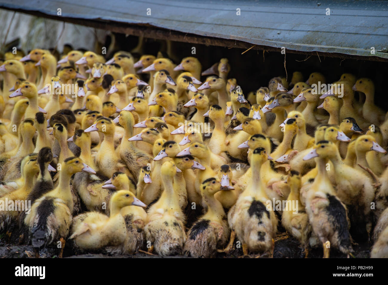 Group of young yellow ducks breeding in a near tall grass, Gironde ...