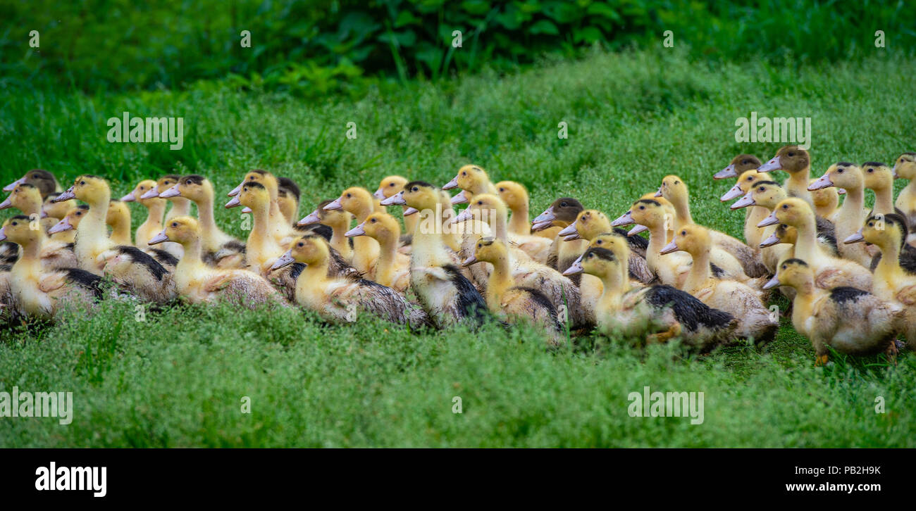 Group of young yellow ducks breeding in a near tall grass, Gironde ...