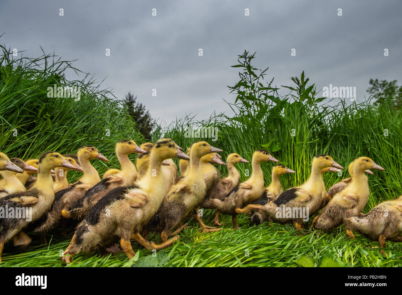 Group of young yellow ducks breeding in a near tall grass, Gironde ...