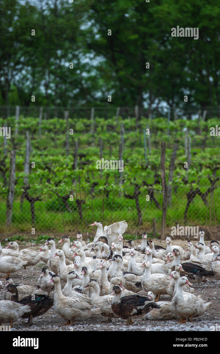 Group of white ducks breeding in a near tall grass in farm, Gironde ...