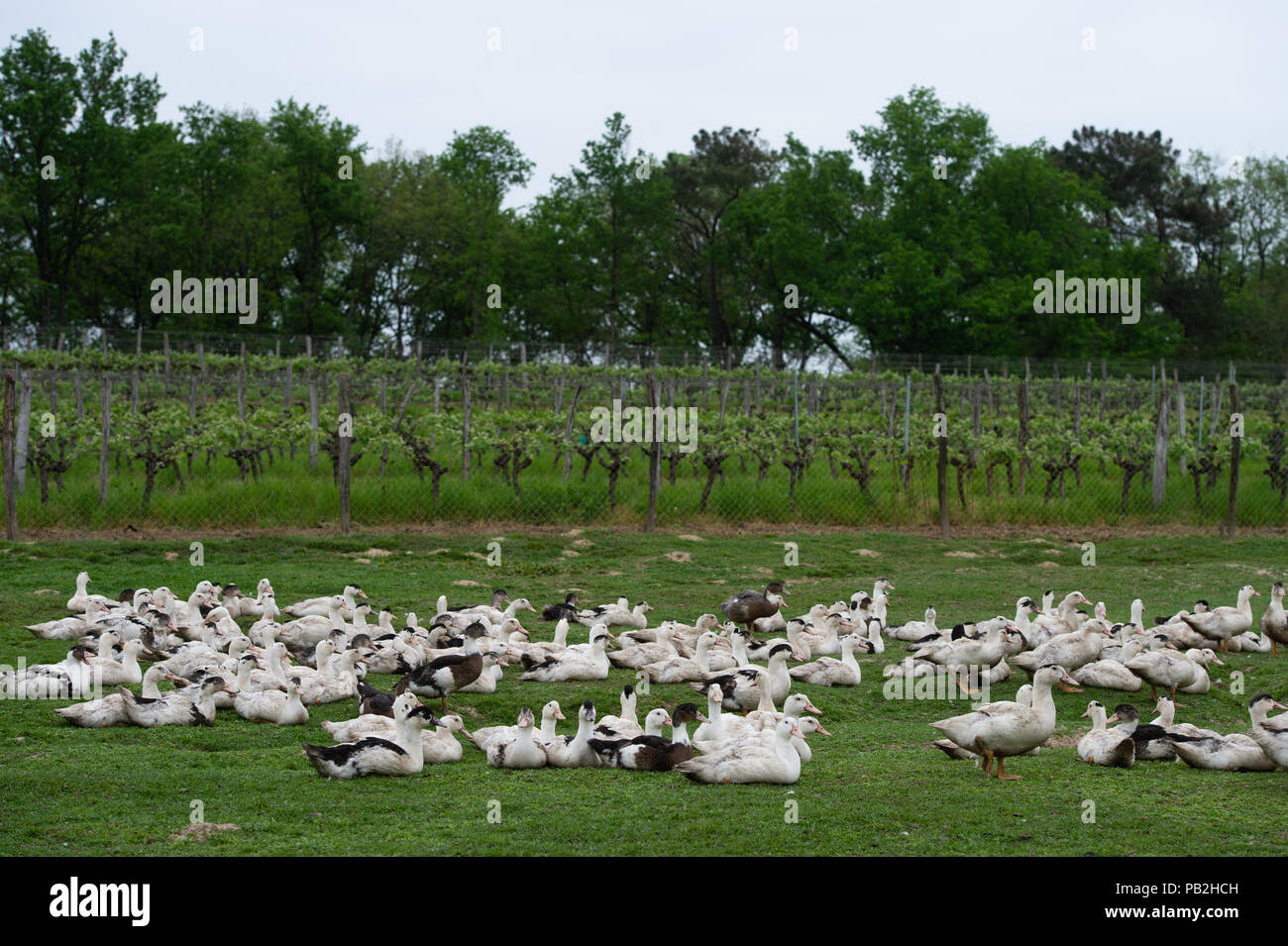 Group of white ducks breeding in a near tall grass in farm, Gironde ...
