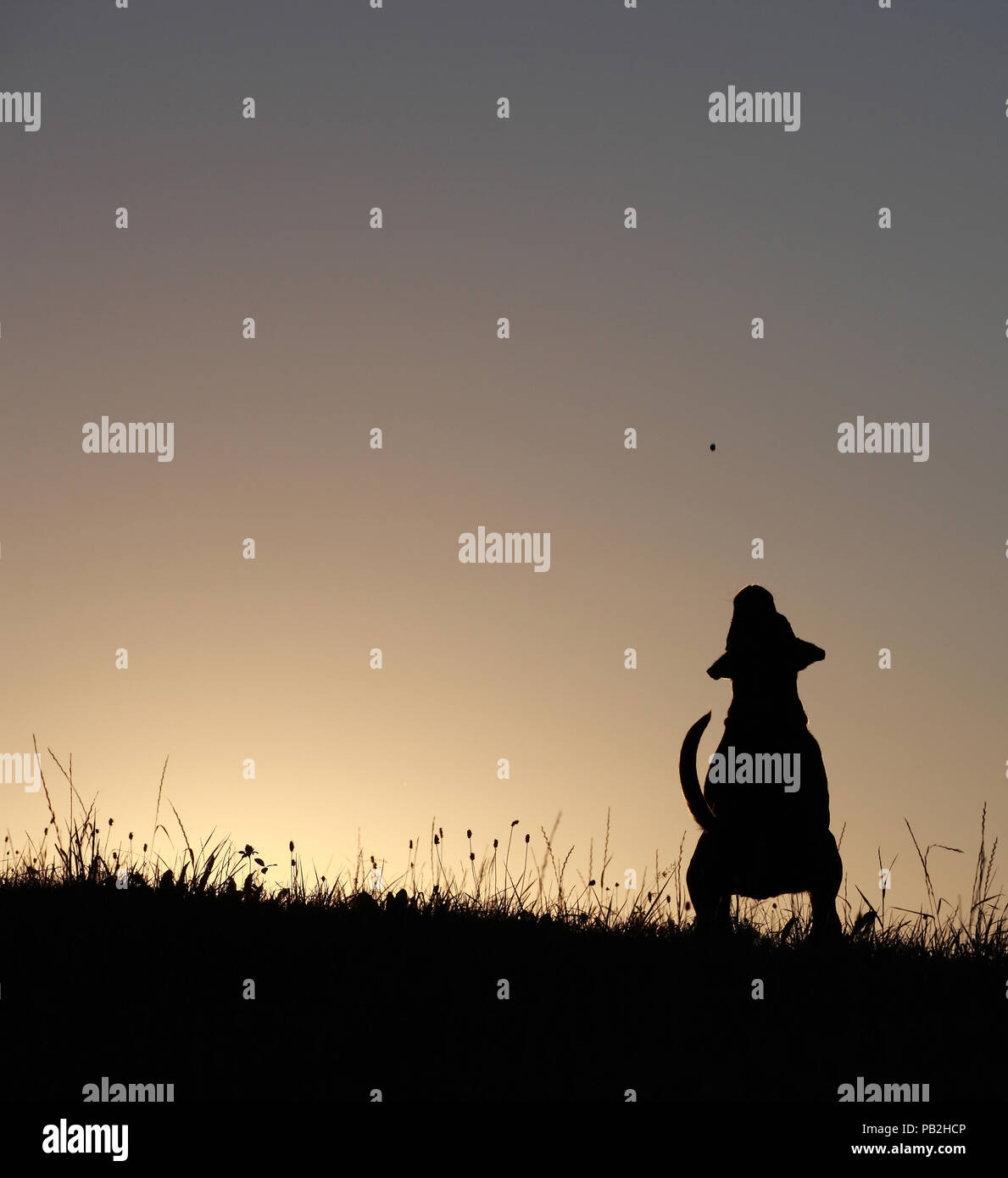 Play Dog In Sunset Silhouette High Resolution Stock Photography and ...