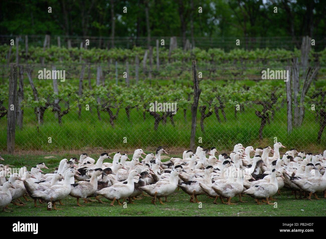 Group of white ducks breeding in a near tall grass in farm, Gironde ...
