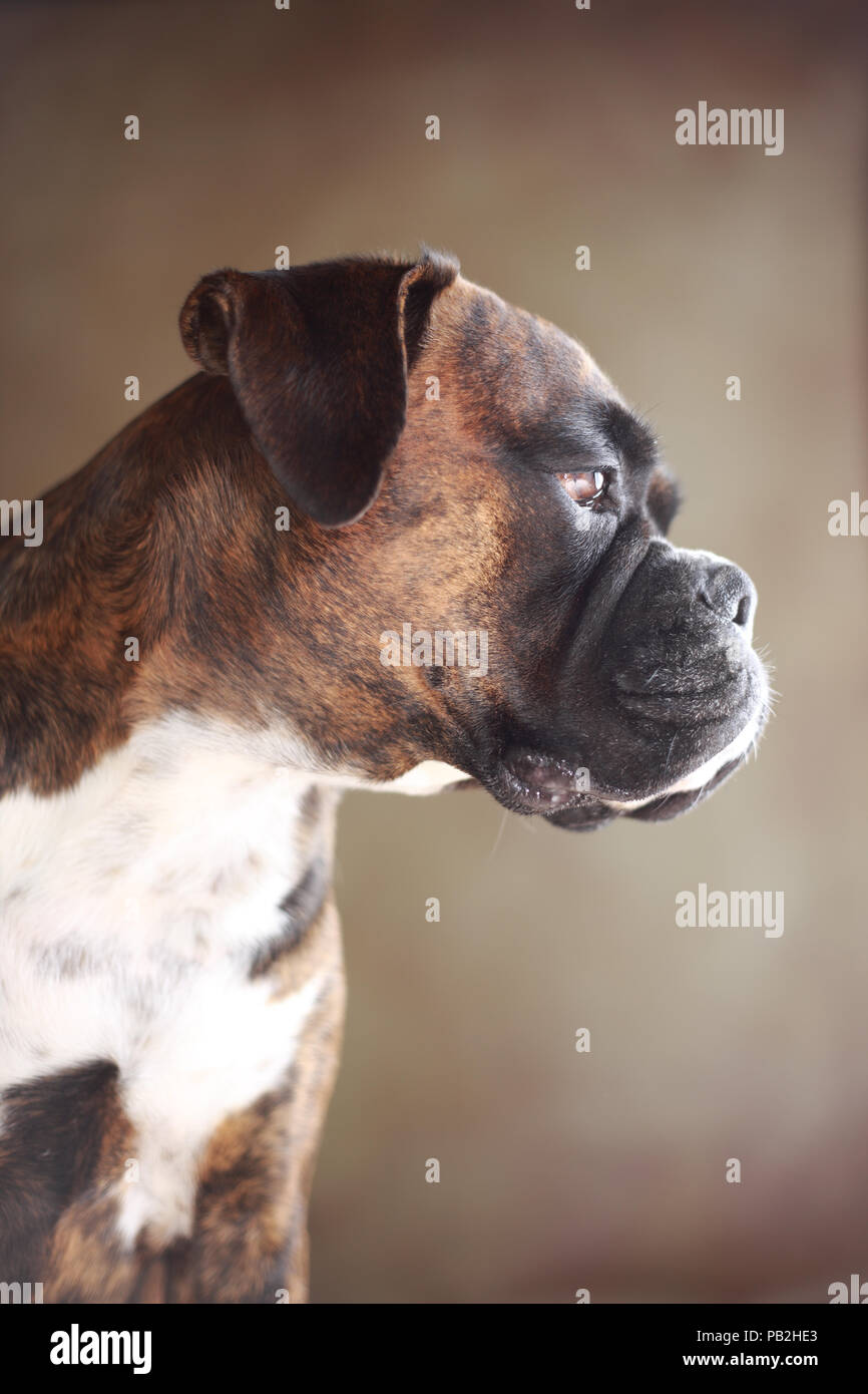 German boxer dog hi-res stock photography and images - Alamy
