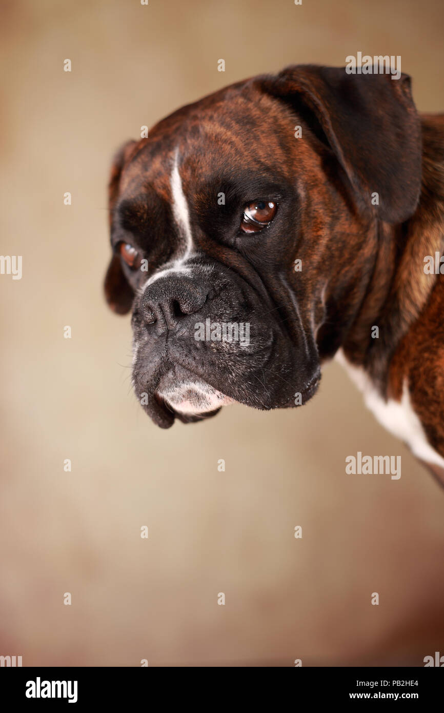 Portrait of a german boxer dog Stock Photo - Alamy
