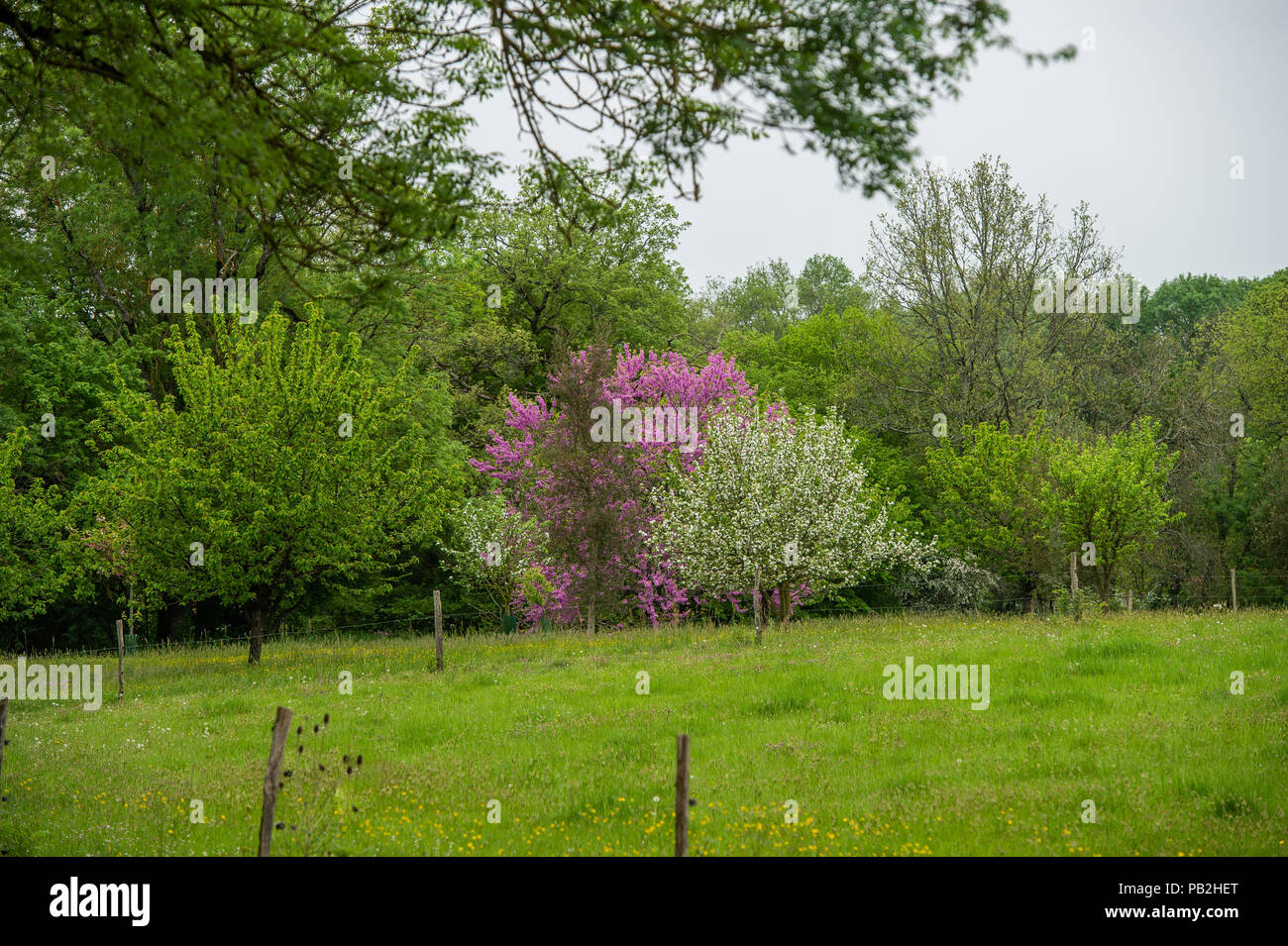 Pink flowering tree over nature background, Spring tree, Spring ...