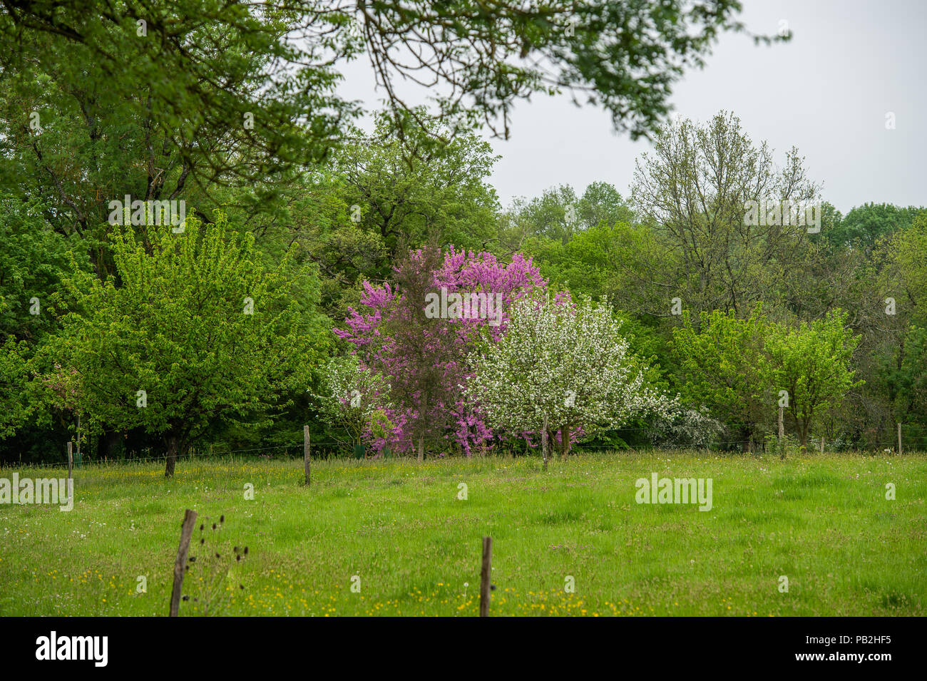 Pink flowering tree over nature background, Spring tree, Spring ...