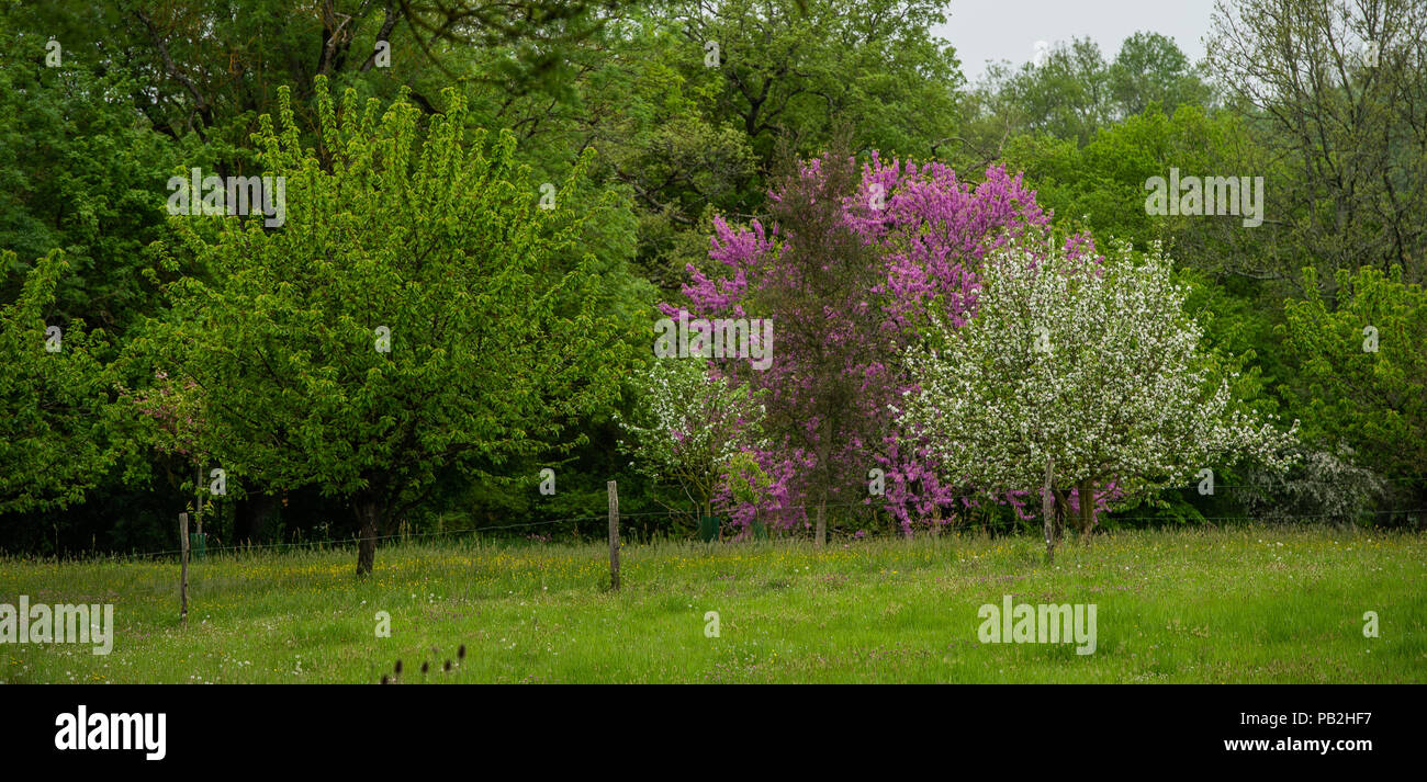 Pink flowering tree over nature background, Spring tree, Spring ...