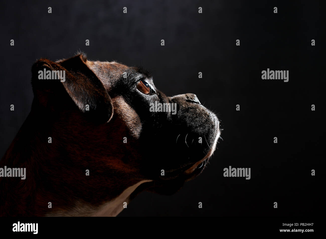 Boxer dog breed head hi-res stock photography and images - Alamy