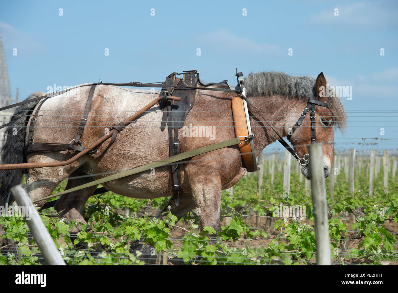 Labour Vineyard with a draft horse, Saint-Emilion-France, Europe Stock ...