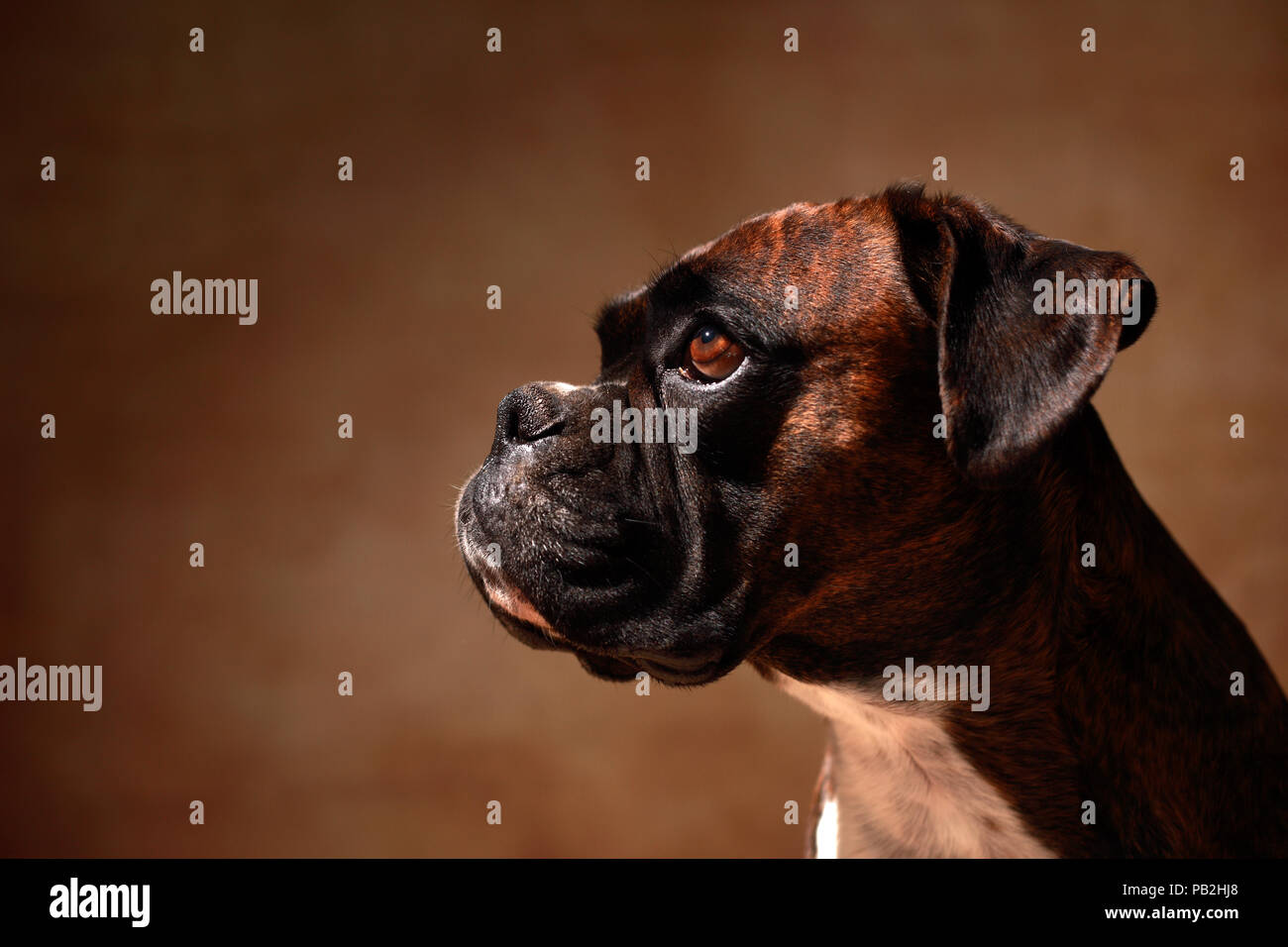 Portrait of a german boxer dog Stock Photo - Alamy